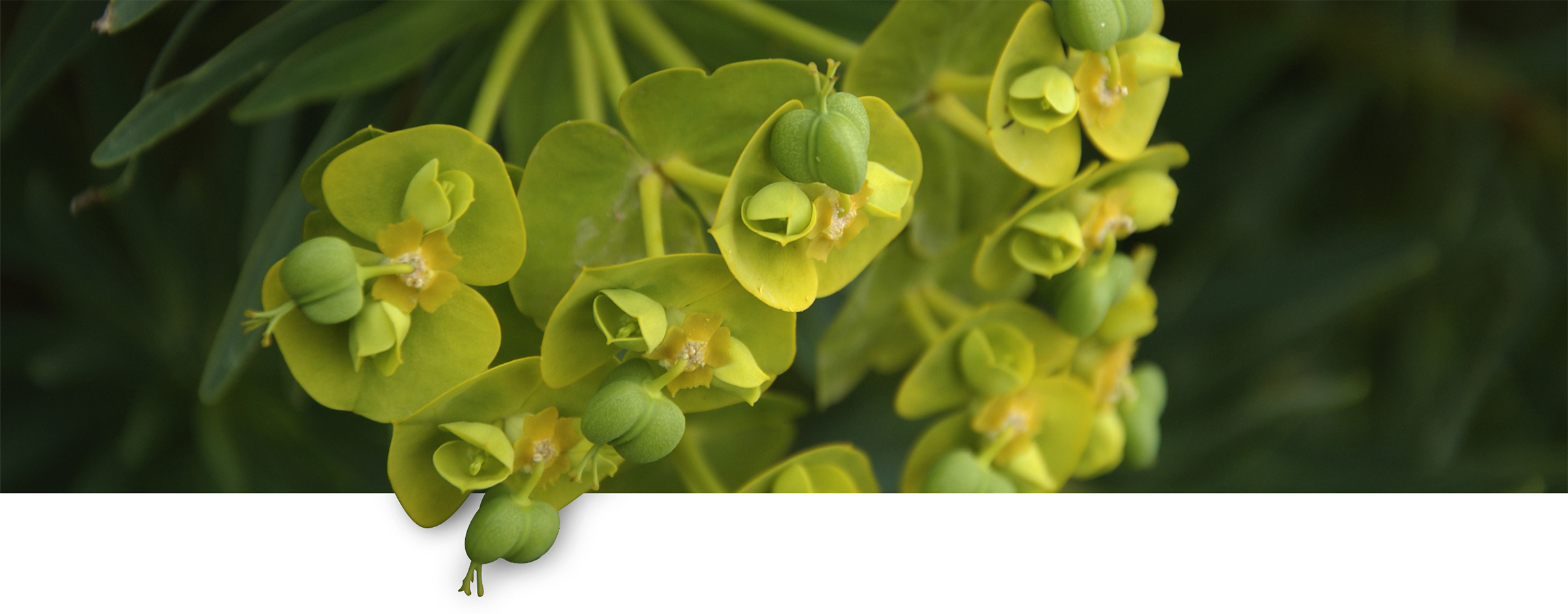 GREEN EXPORT Young and potted plants, Trees, Pots, Sleeves