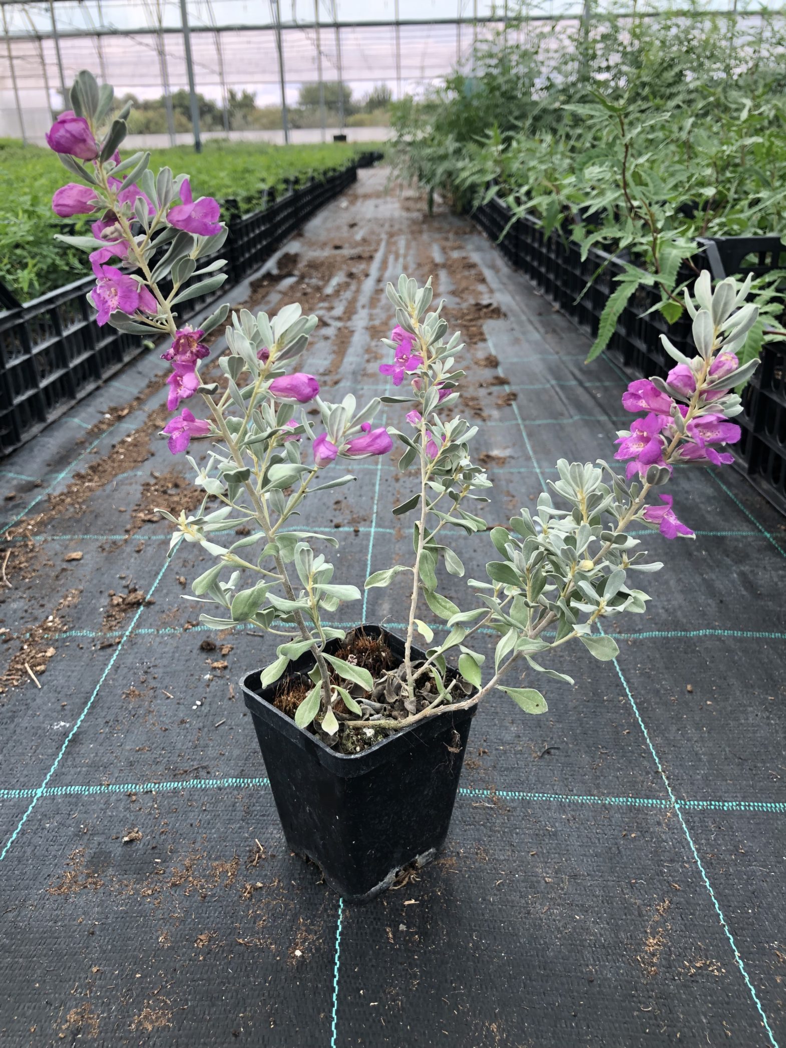 Leucophyllum Frutescens | Green Export Italy - Plants, Trees and more