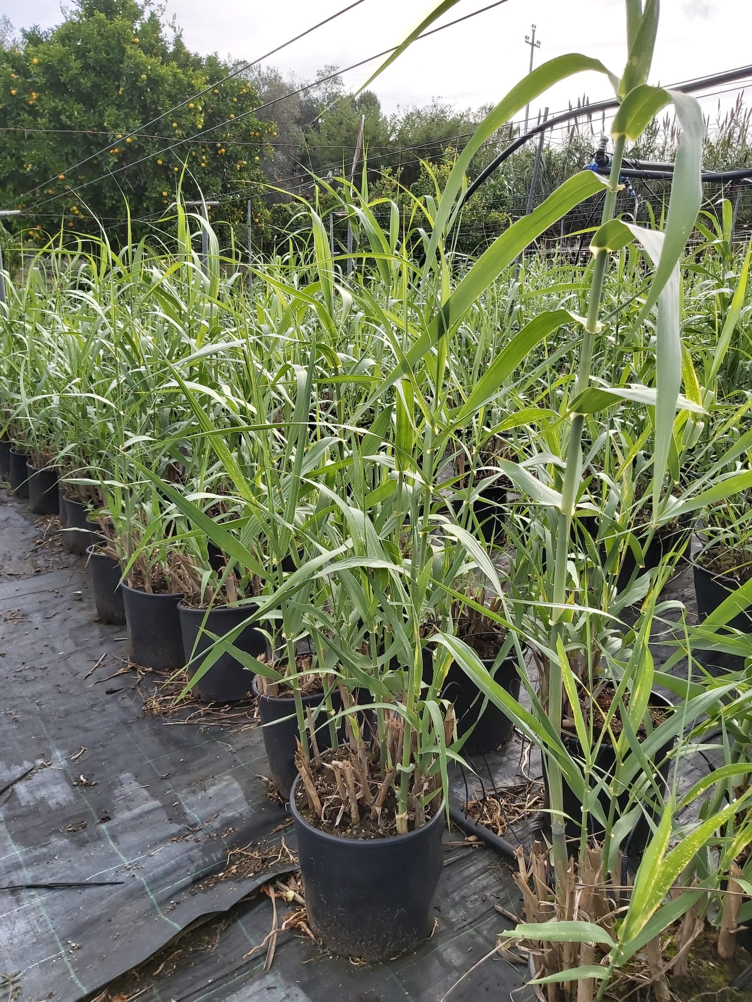 Arundo Donax | Green Export Italy - Plants, Trees and more