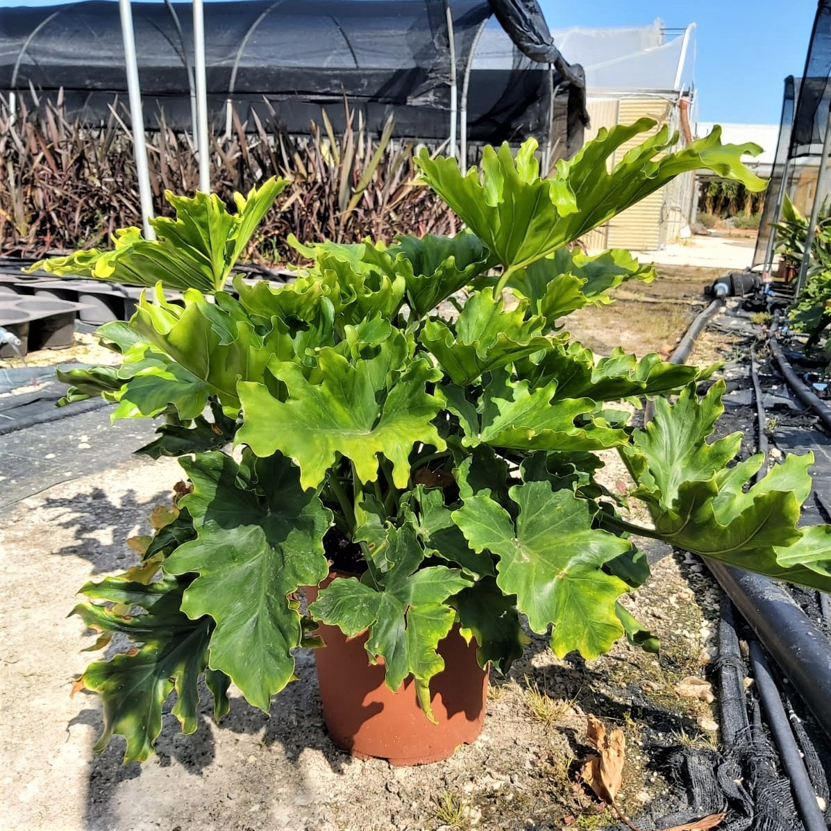 Philodendron Selloum | GREEN EXPORT - Plants, Sleeves, Pots, Substrates