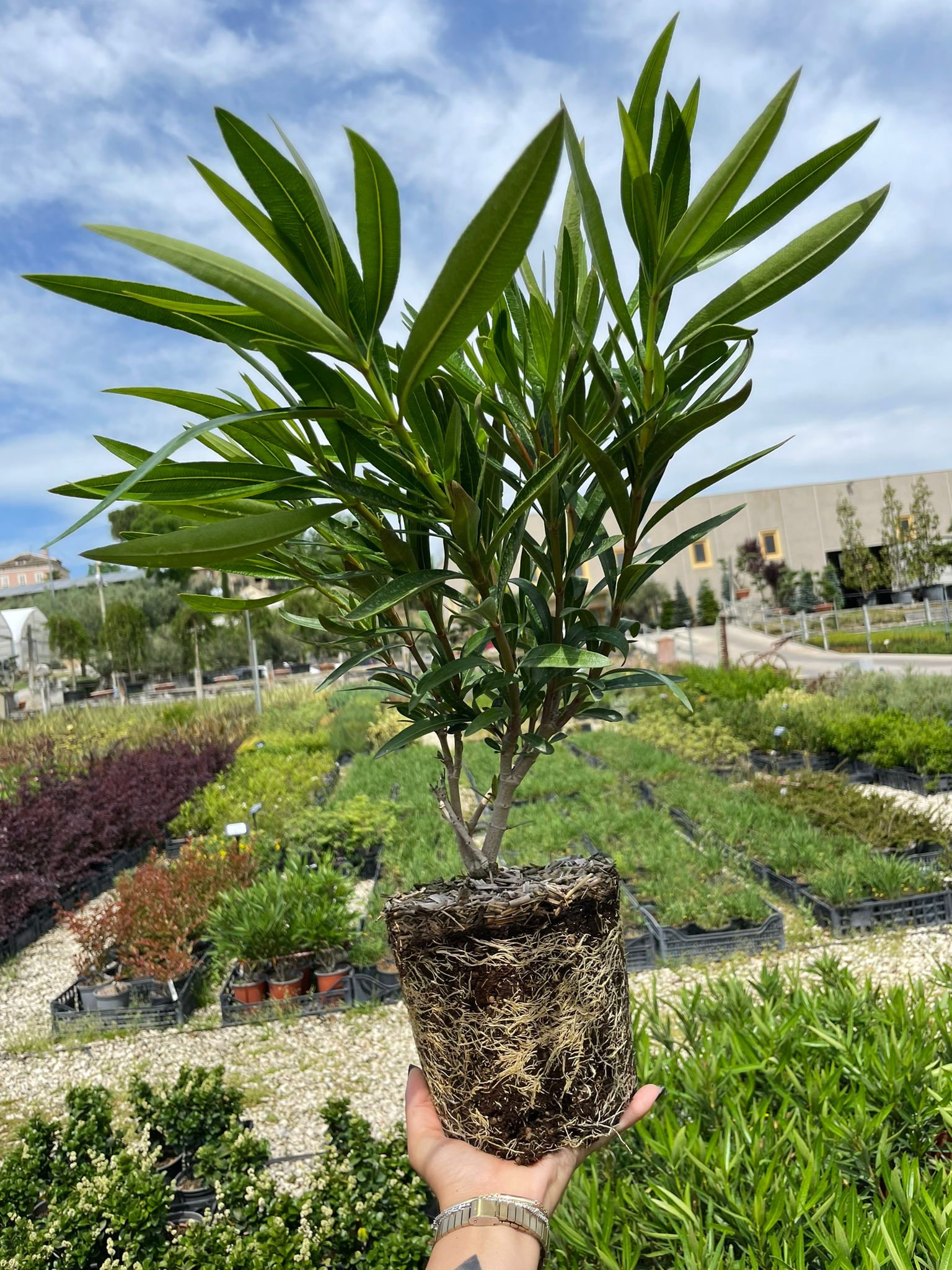 Nerium Oleander "Provence" | Green Export Italy - Plants, Trees and more