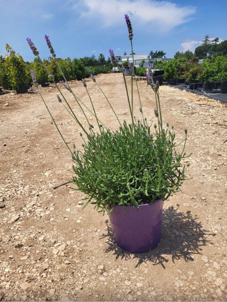 Lavandula dentata candicans | GREEN EXPORT - Plants, Sleeves, Pots ...