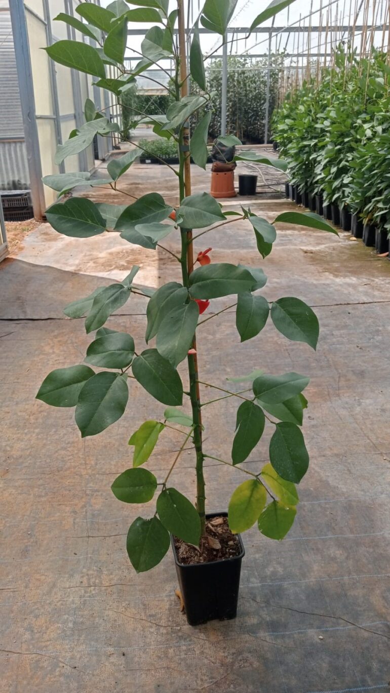 Erythrina crista-galli | GREEN EXPORT - Plants, Sleeves, Pots, Substrates