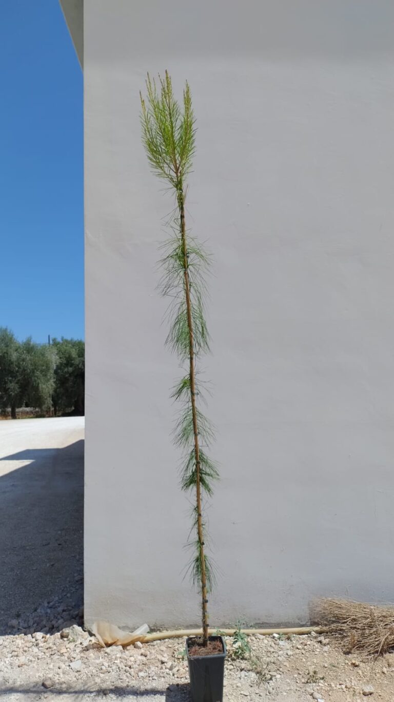 Pinus Halepensis | Green Export Italy - Plants, Trees and more
